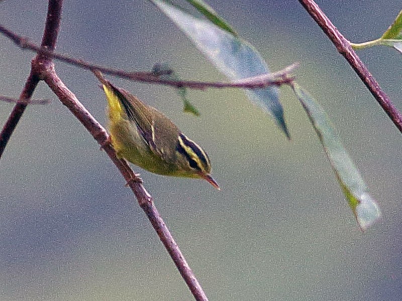 Limestone Leaf Warbler - eBird