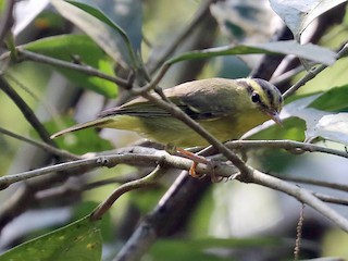 Limestone Leaf Warbler - eBird