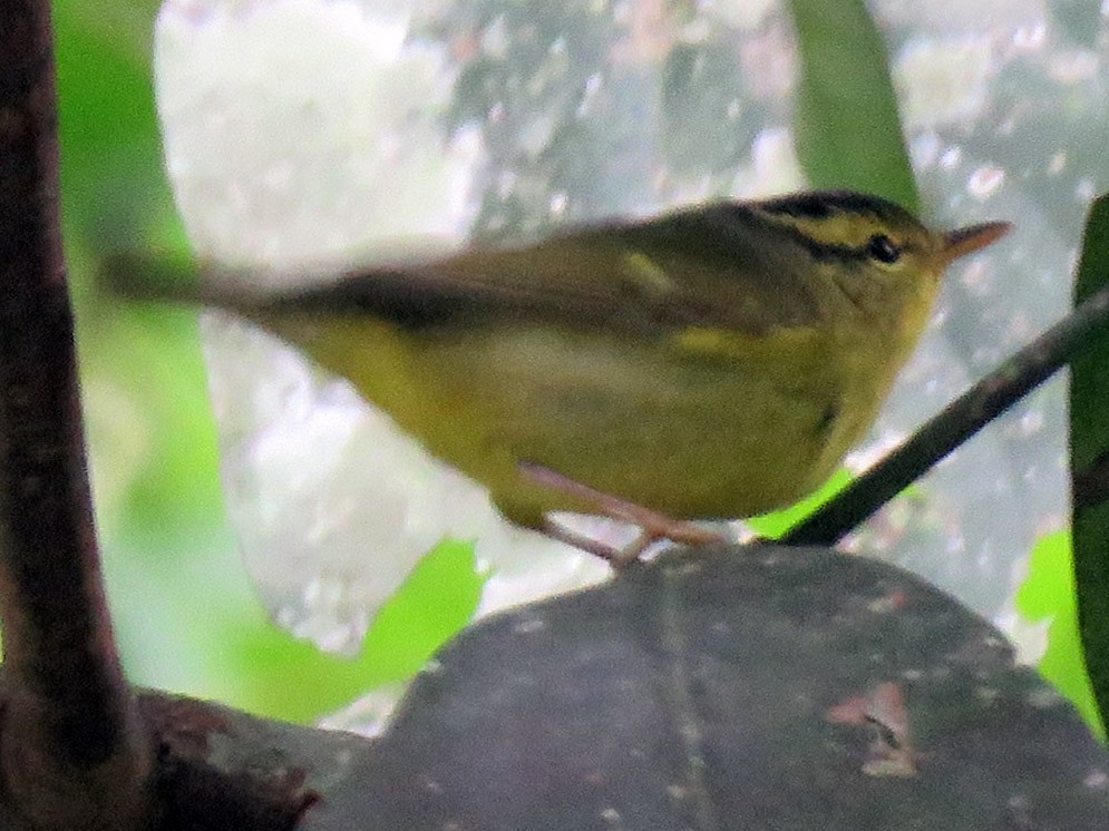 Limestone Leaf Warbler - eBird