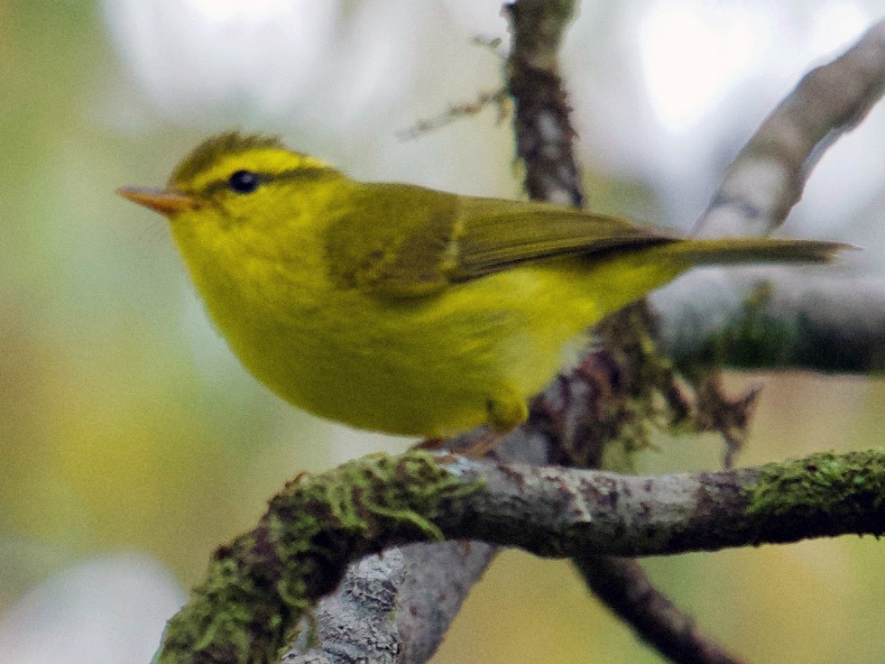 Hainan Leaf Warbler - eBird