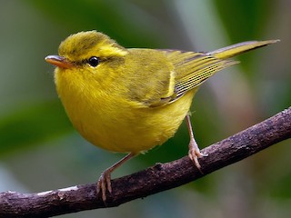 Hainan Leaf Warbler - eBird