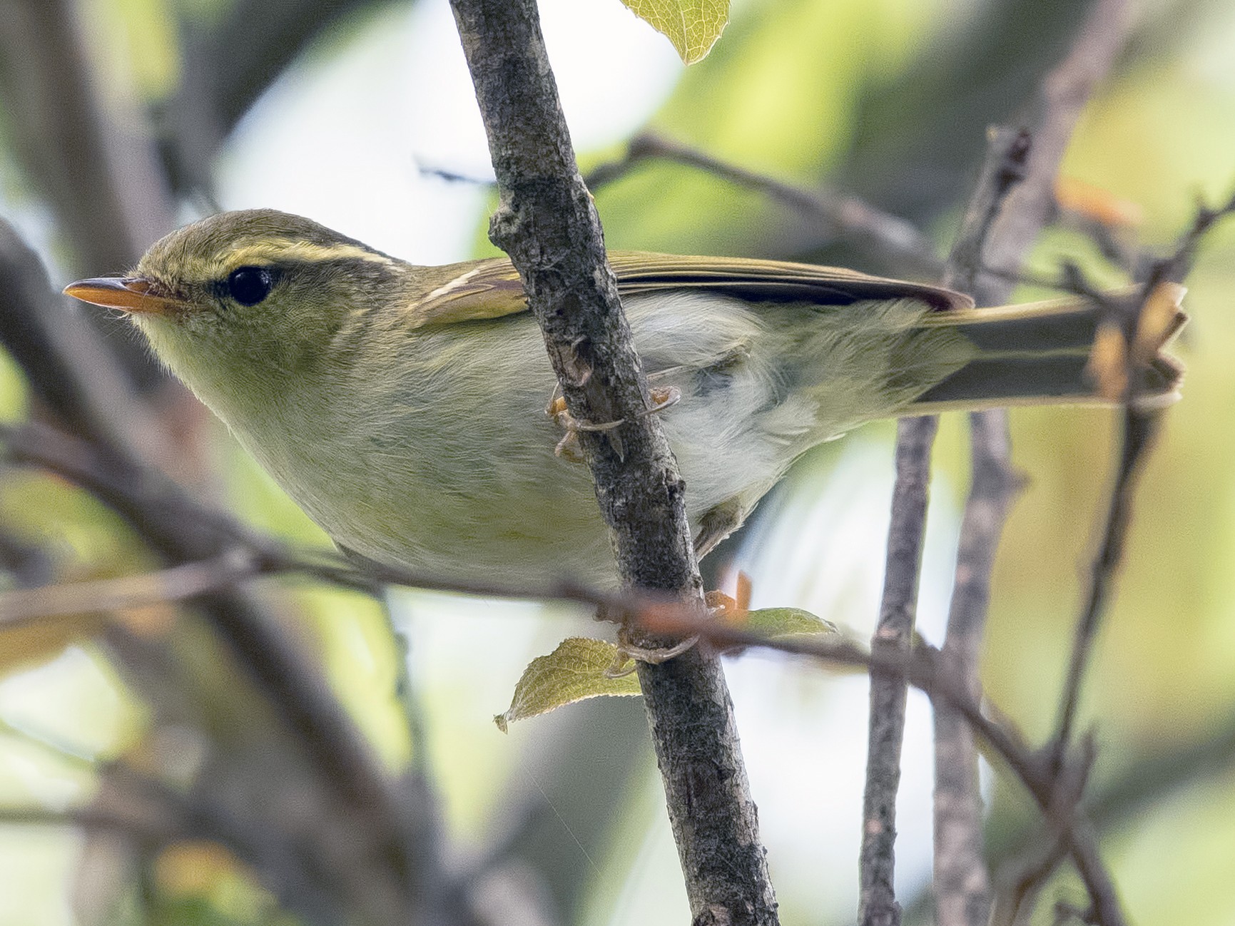Kloss's Leaf Warbler - eBird
