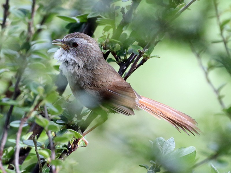 Rufous-tailed Babbler - eBird
