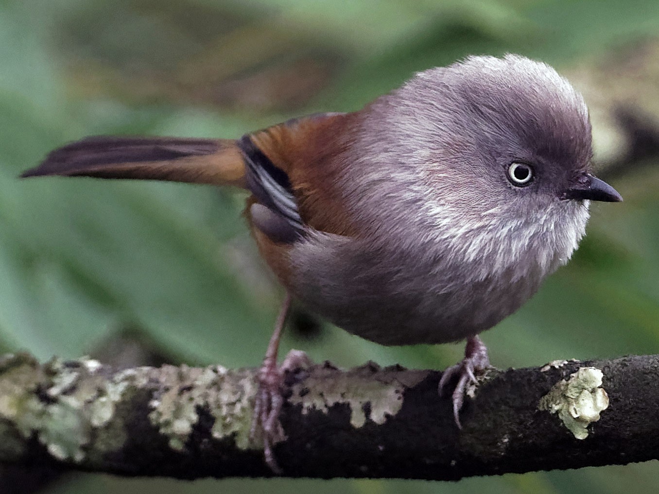 Fulveta encapuchada - eBird