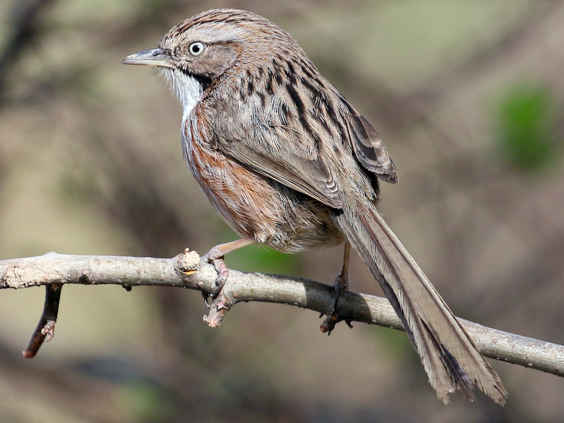 Beijing Babbler - eBird