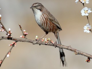 Beijing Babbler - eBird