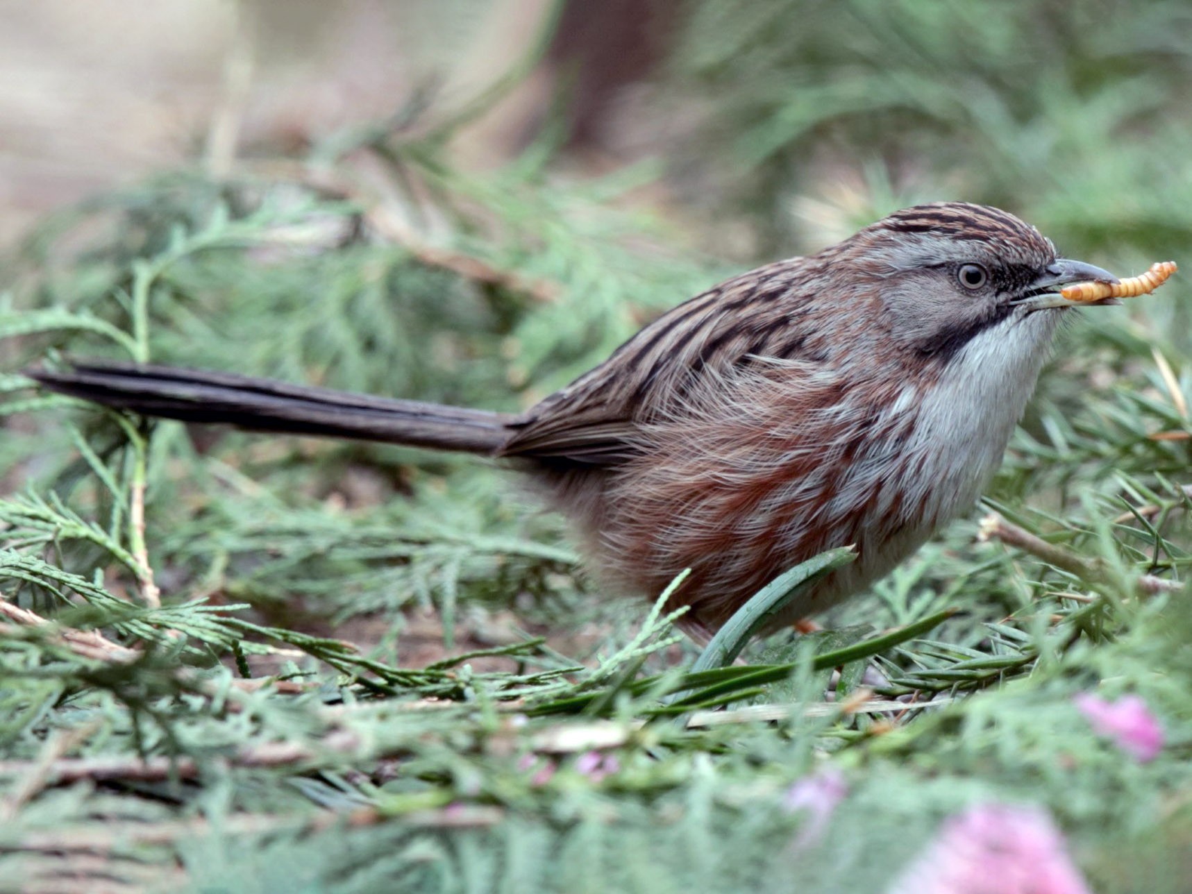 Beijing Babbler - eBird
