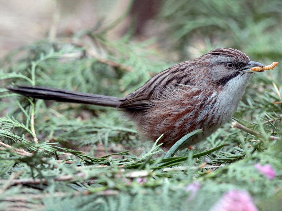 Beijing Babbler - eBird
