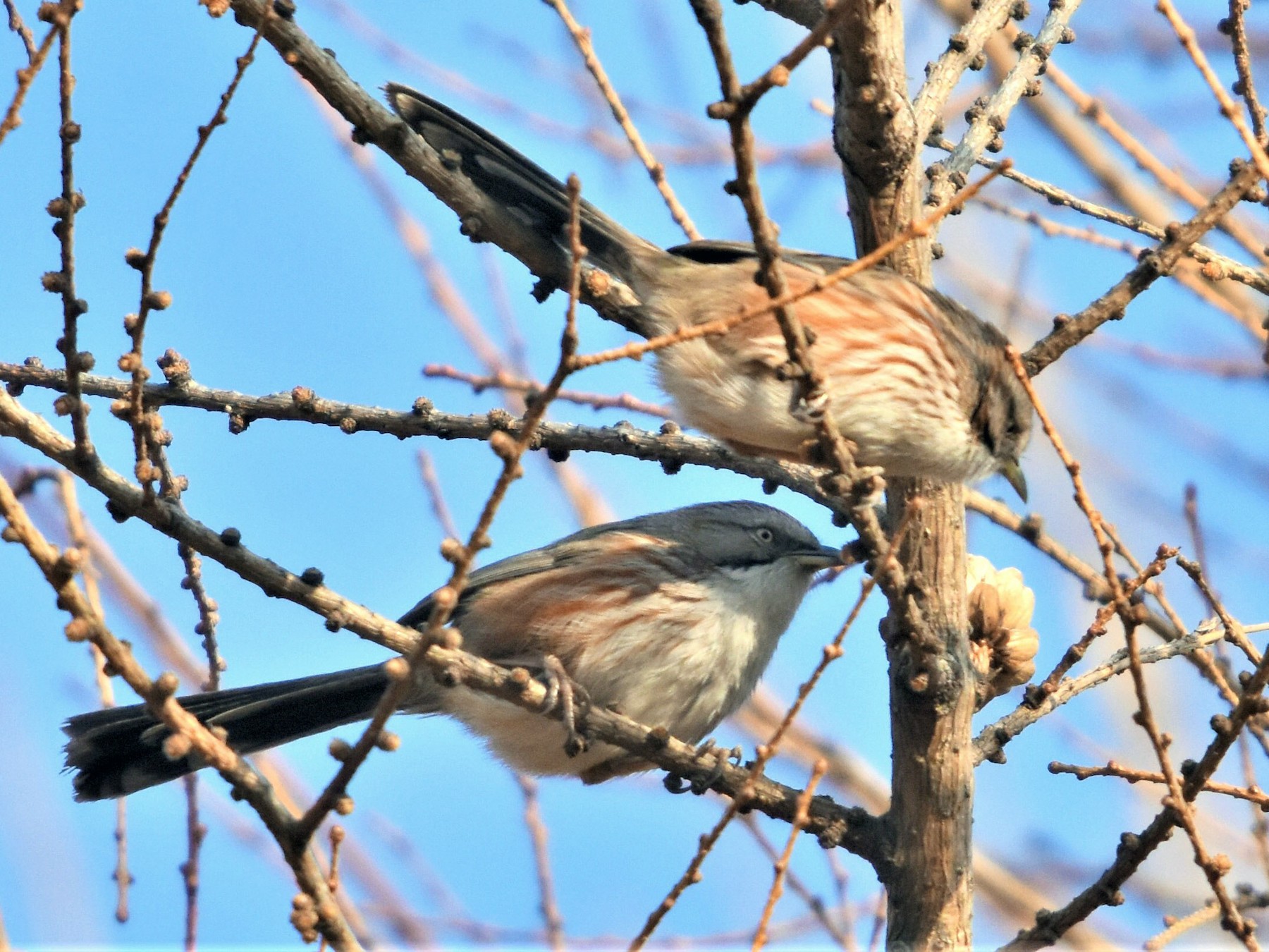 Beijing Babbler - eBird