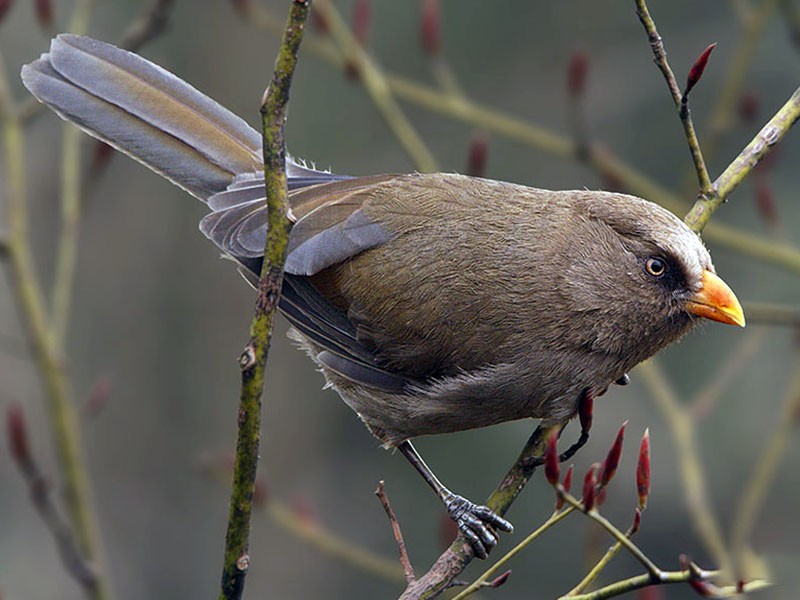Great Parrotbill - eBird