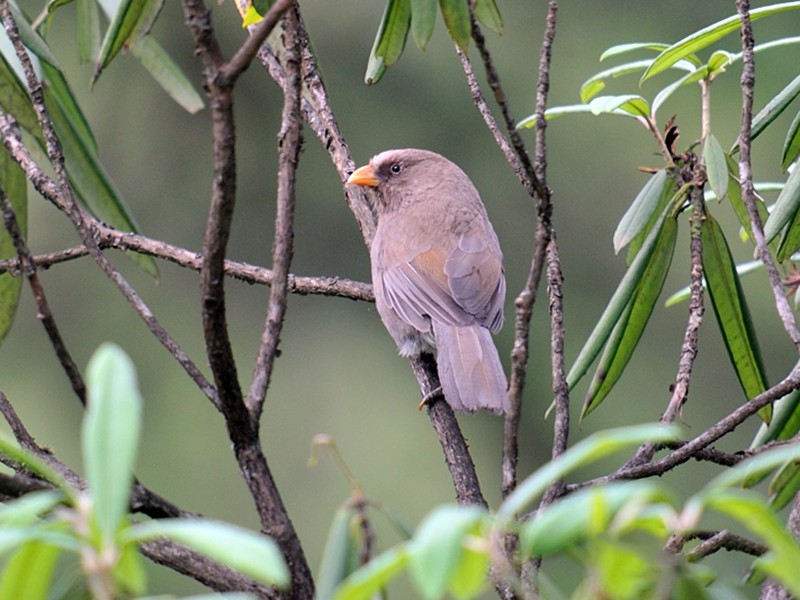 Great Parrotbill - eBird