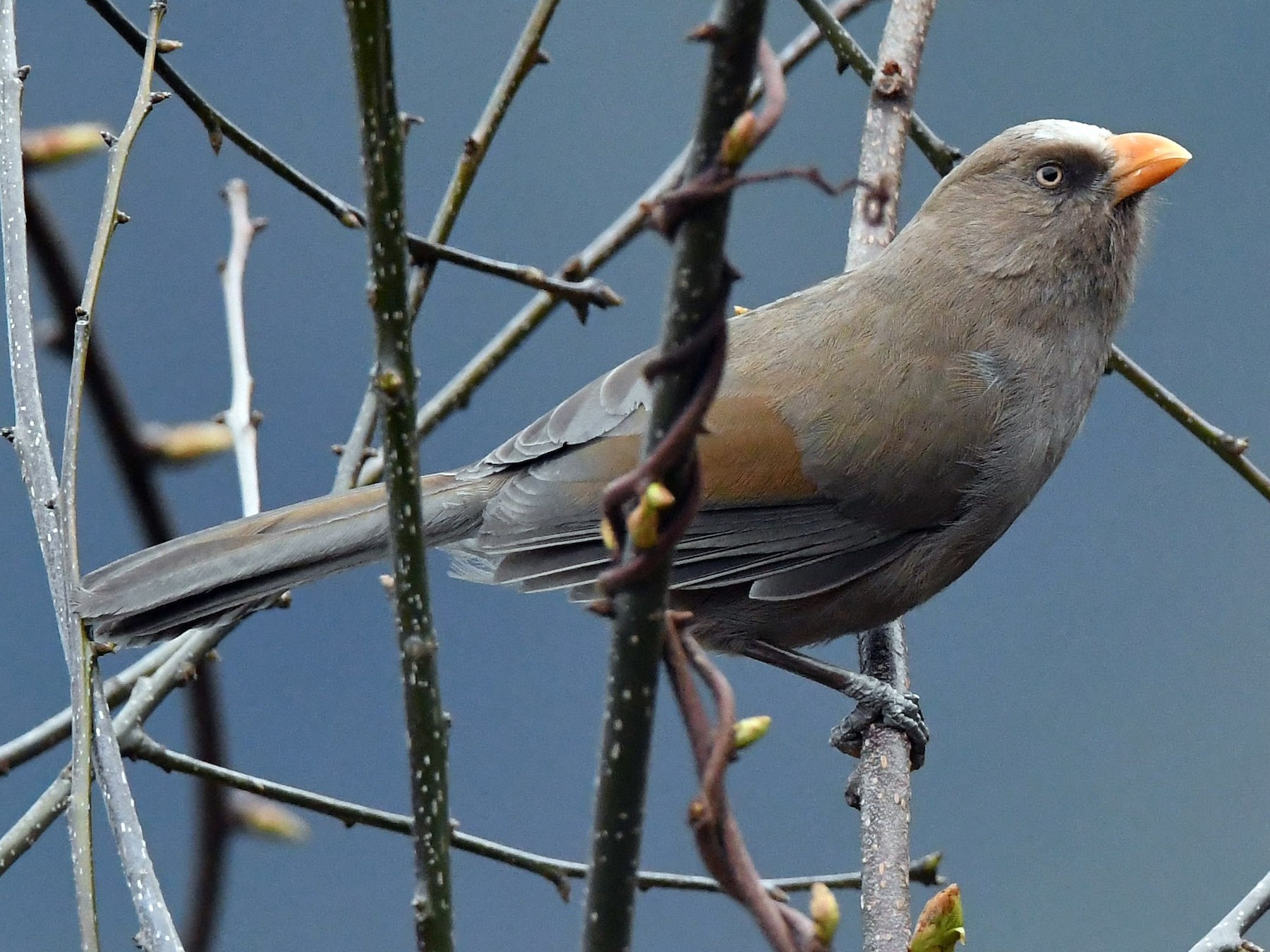 Great Parrotbill - eBird