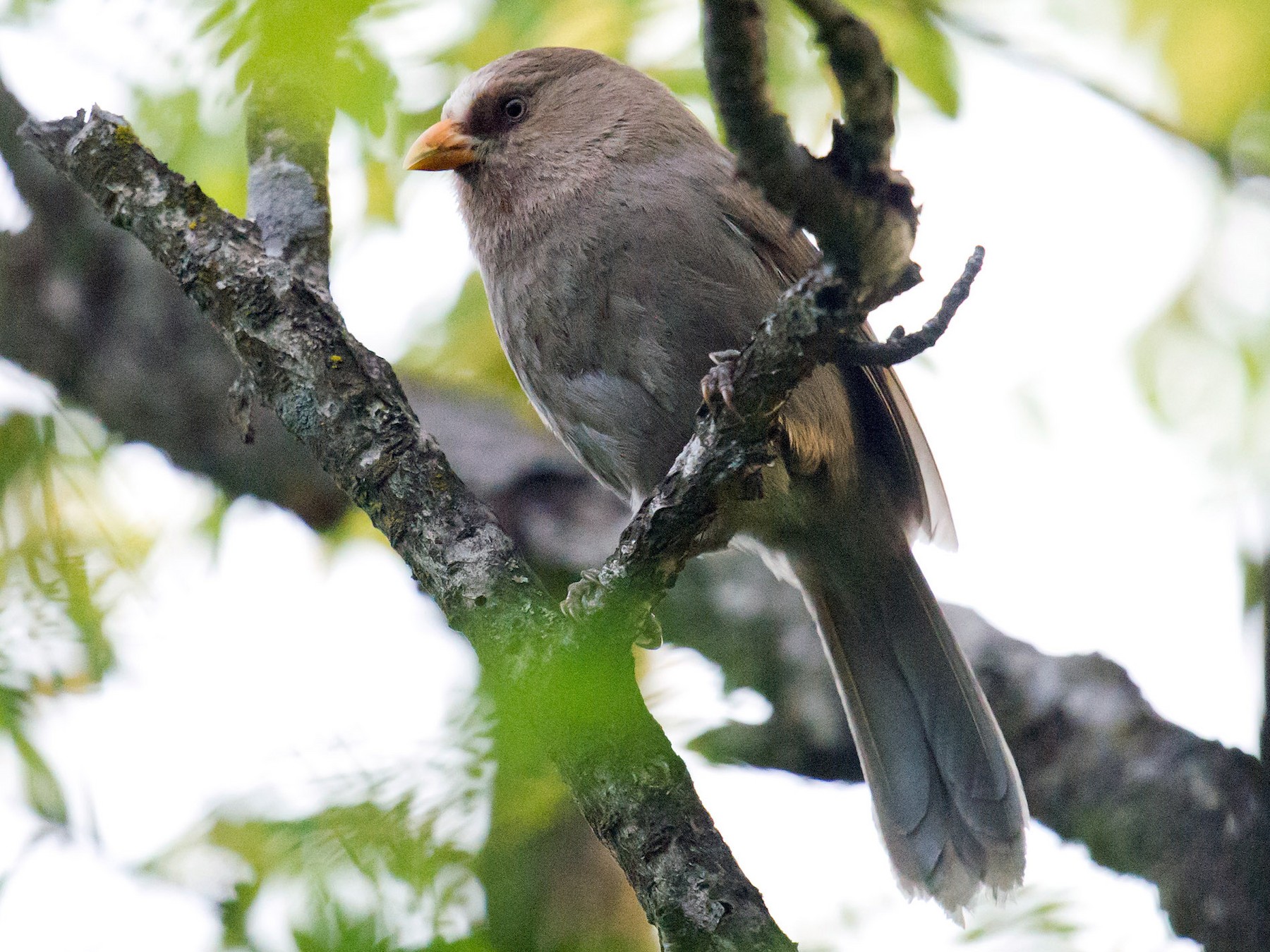 Great Parrotbill - eBird