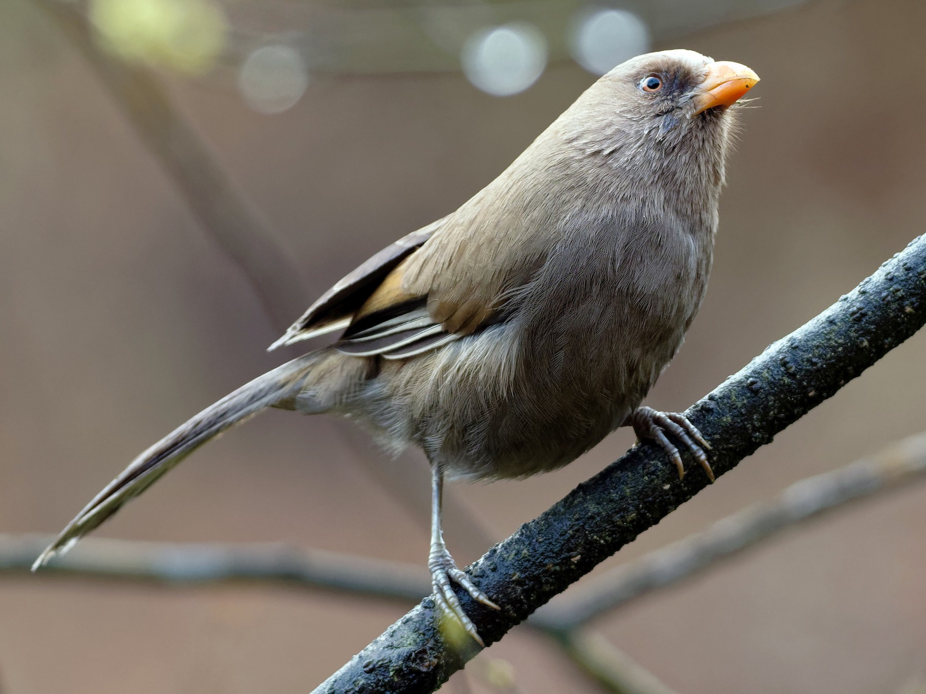 Great Parrotbill - eBird