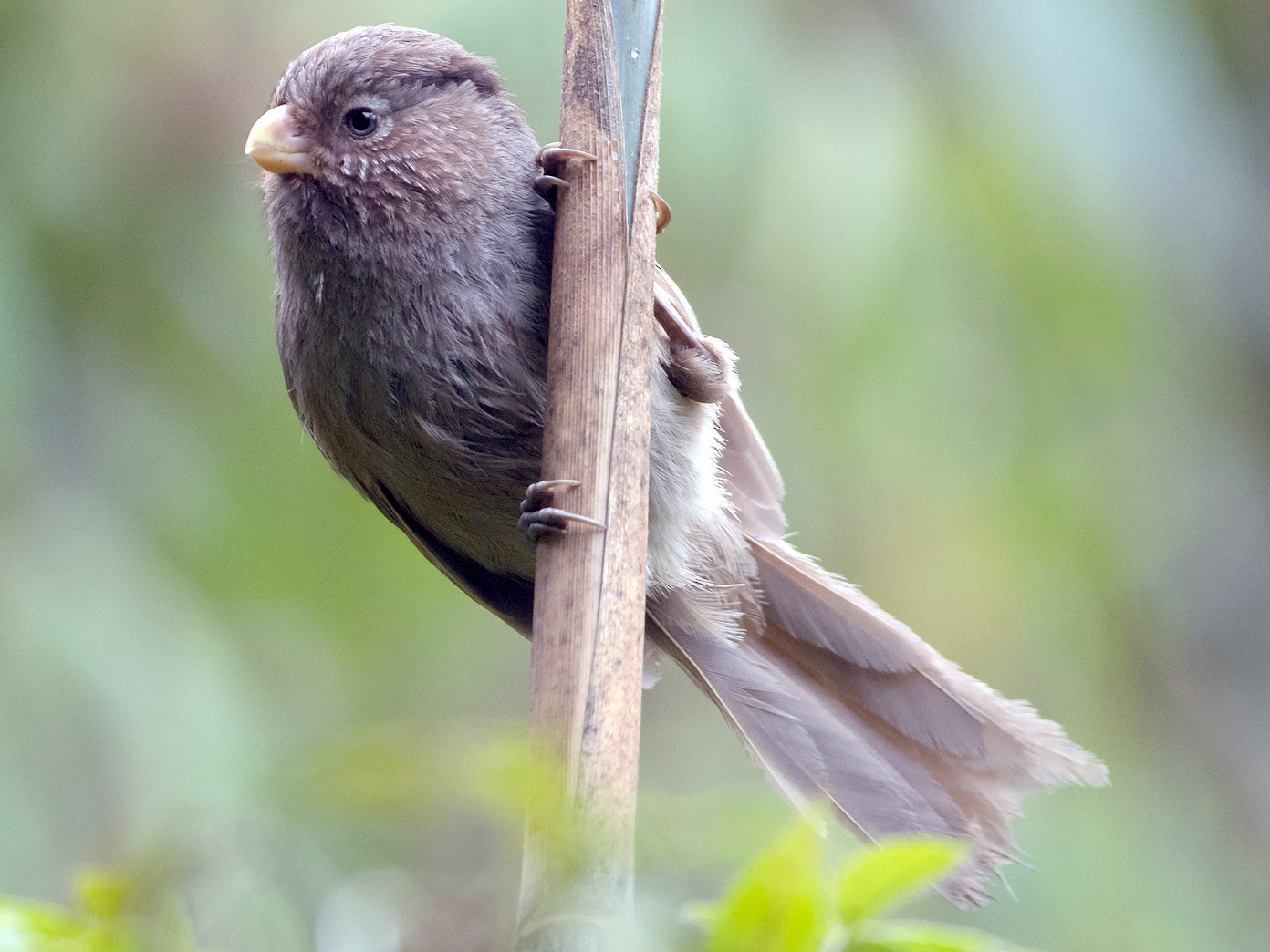 Brown Parrotbill - eBird