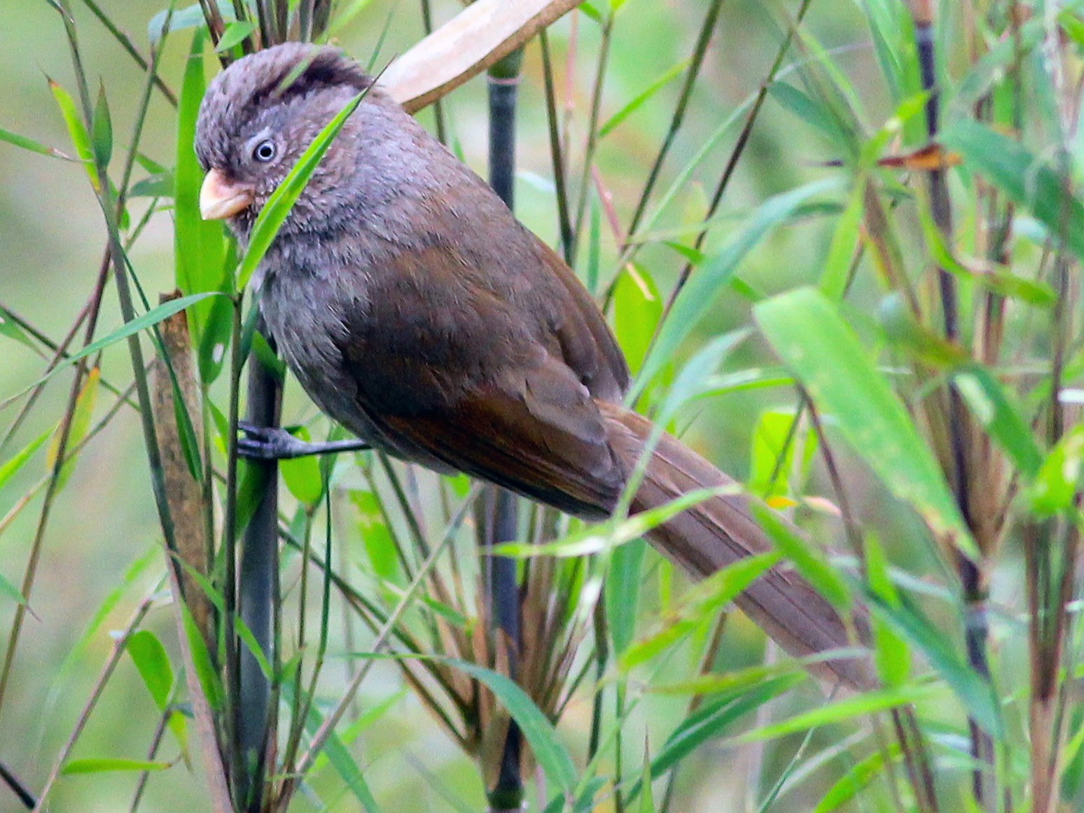 Brown Parrotbill - eBird