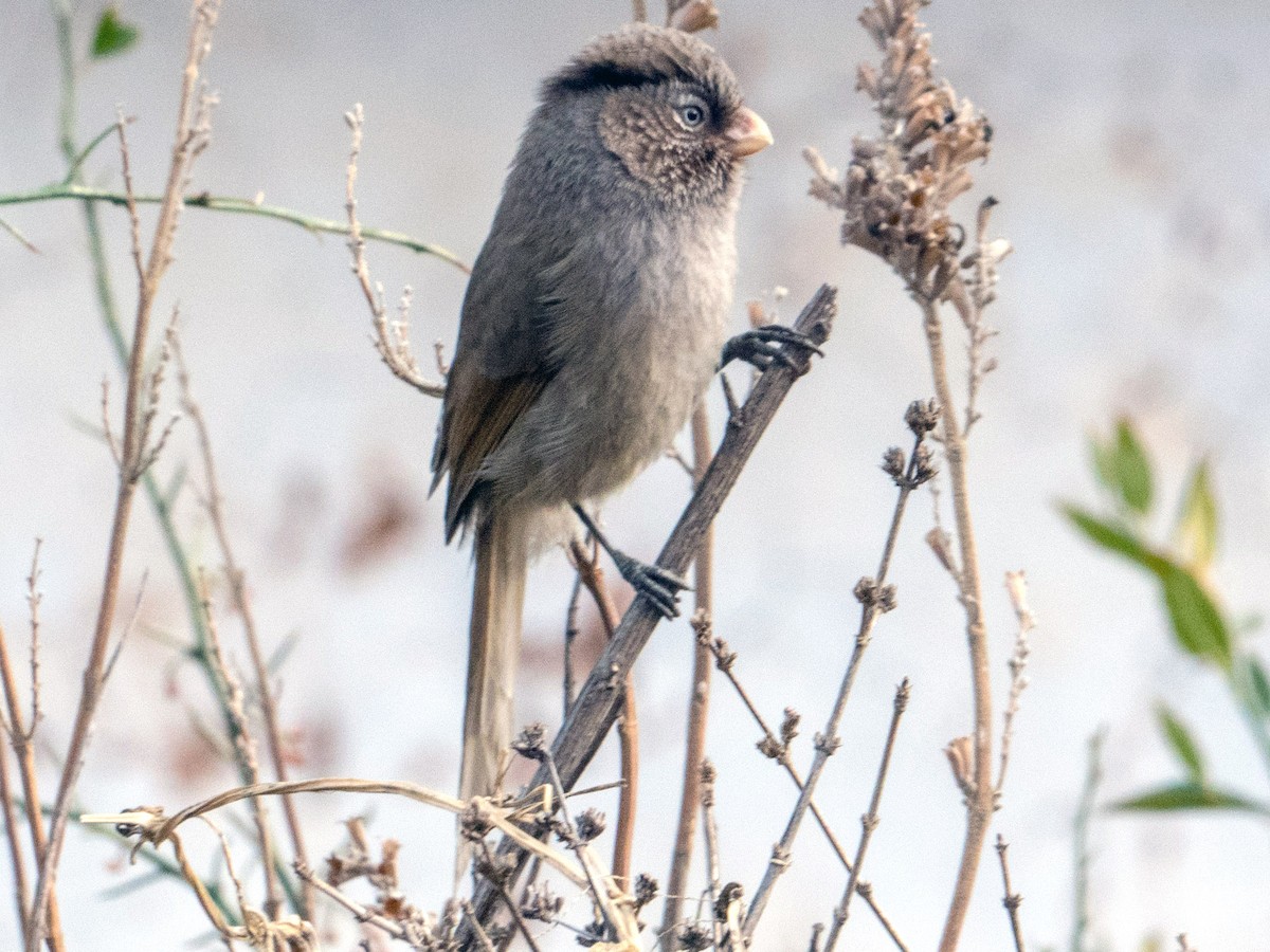 Brown Parrotbill - Paradoxornis unicolor - Birds of the World