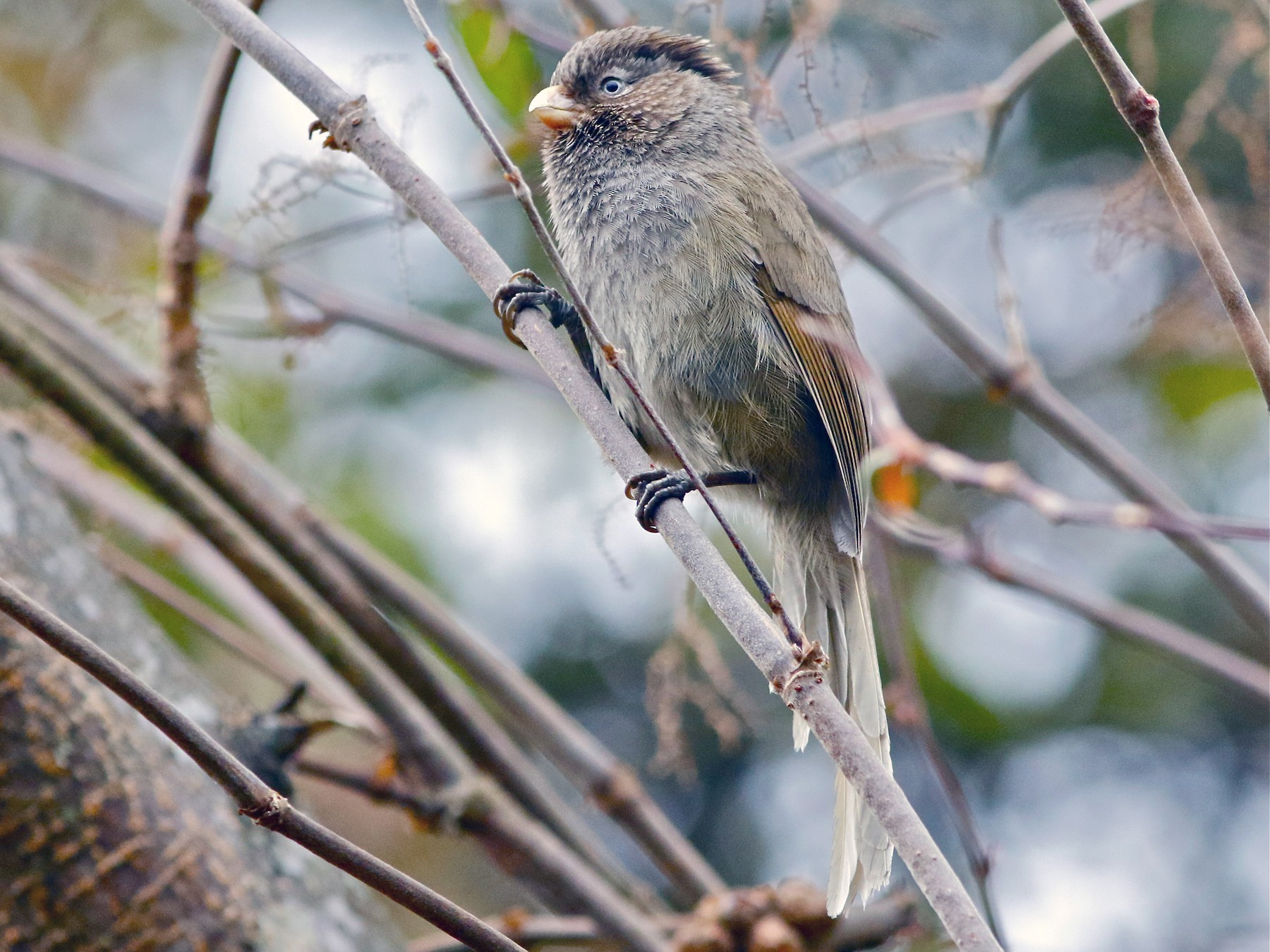 Brown Parrotbill - eBird