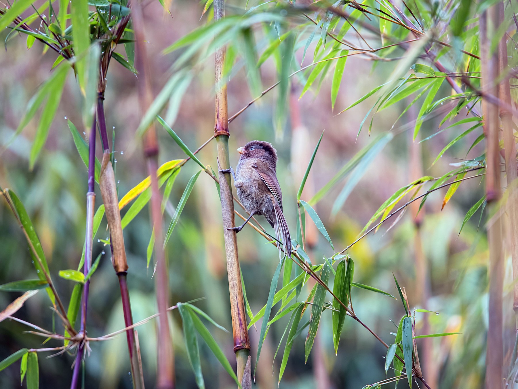 Brown Parrotbill - eBird
