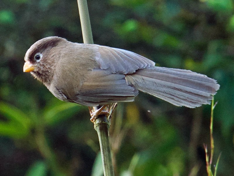Three-toed Parrotbill - eBird
