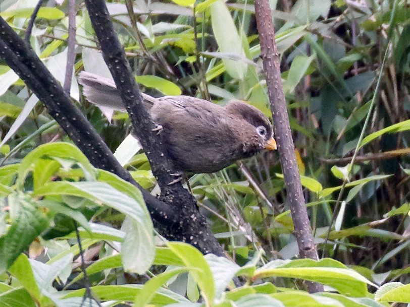 Three-toed Parrotbill - eBird