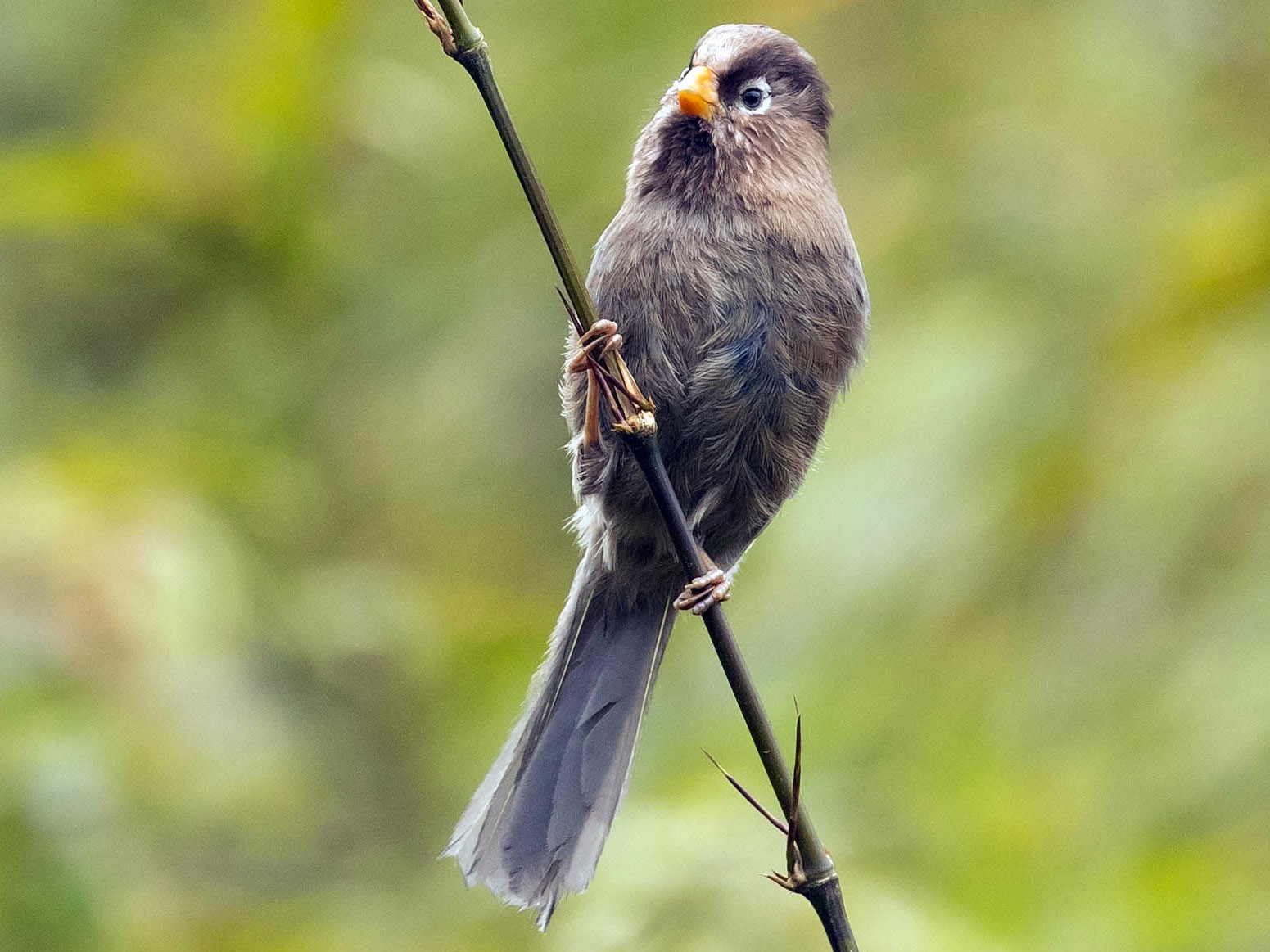 Three-toed Parrotbill - eBird