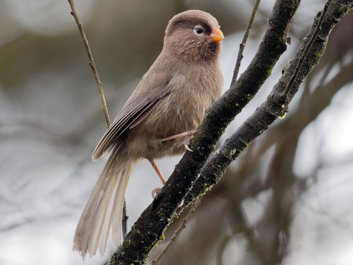 Three-toed Parrotbill - Paradoxornis paradoxus - Birds of the World