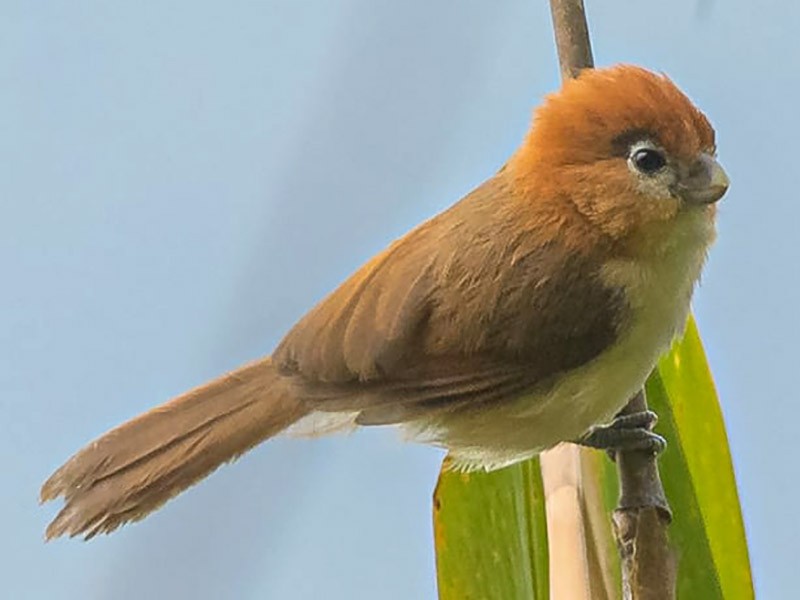 Pale-billed Parrotbill - eBird