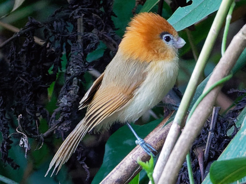 Pale-billed Parrotbill - Suthora atrosuperciliaris - Birds of the World