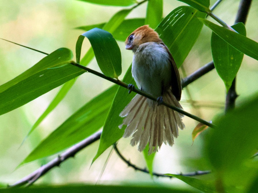 Pale-billed Parrotbill - eBird