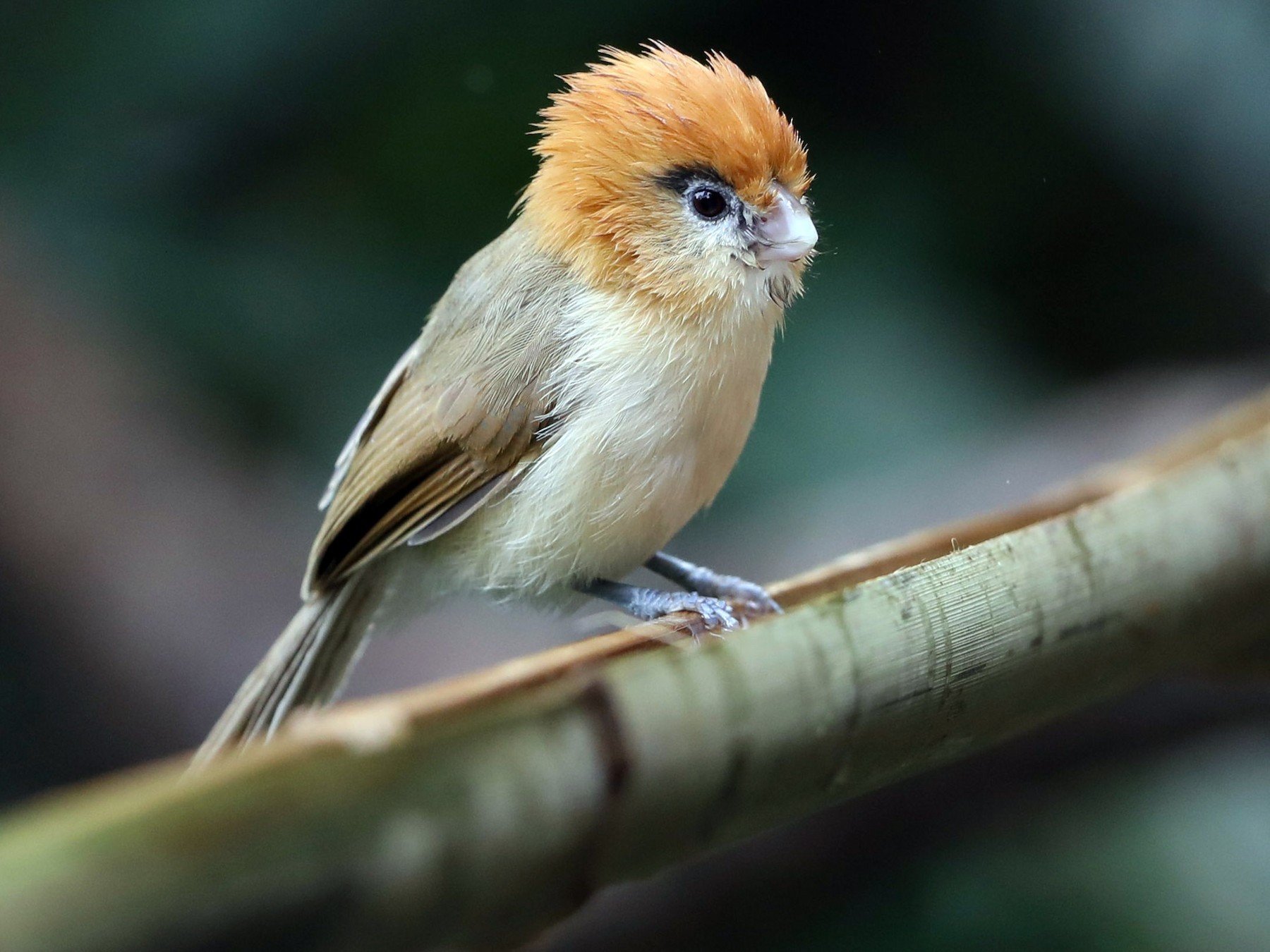 Pale-billed Parrotbill - eBird