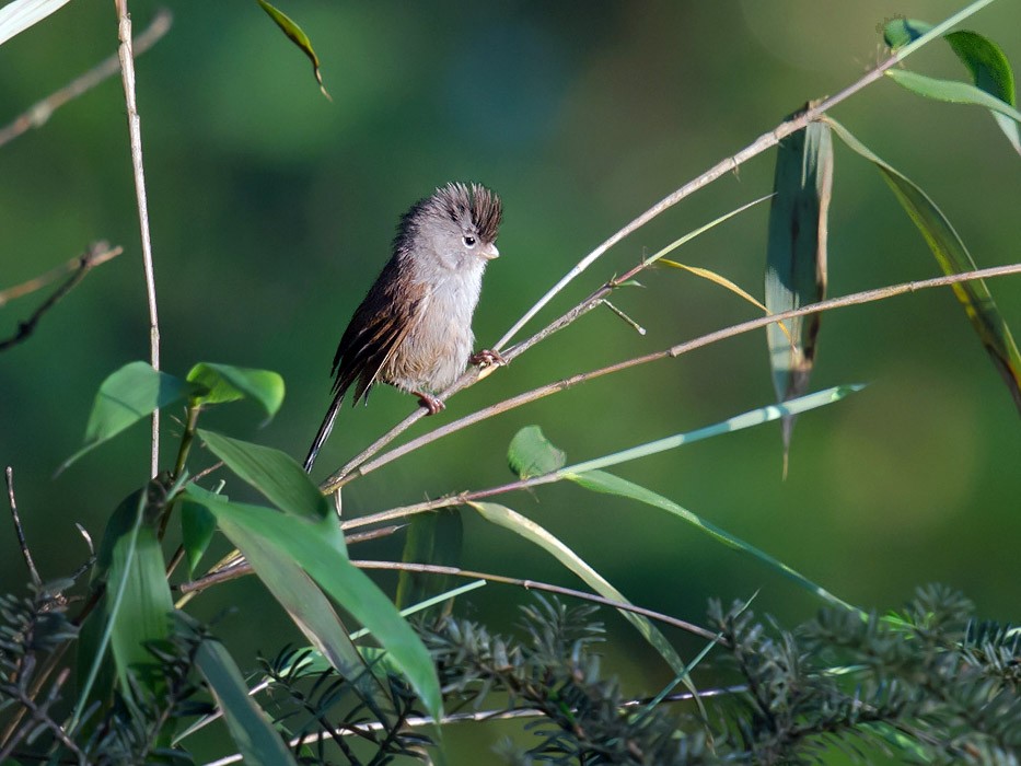 Gray-hooded Parrotbill - eBird