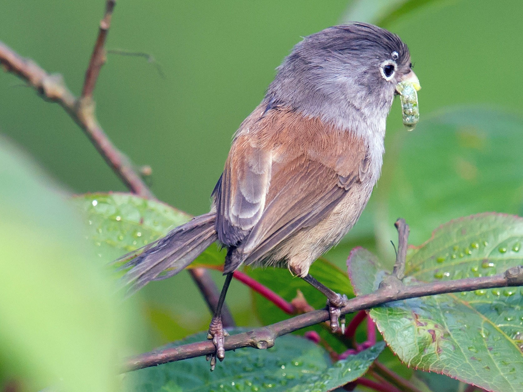 Gray-hooded Parrotbill - eBird