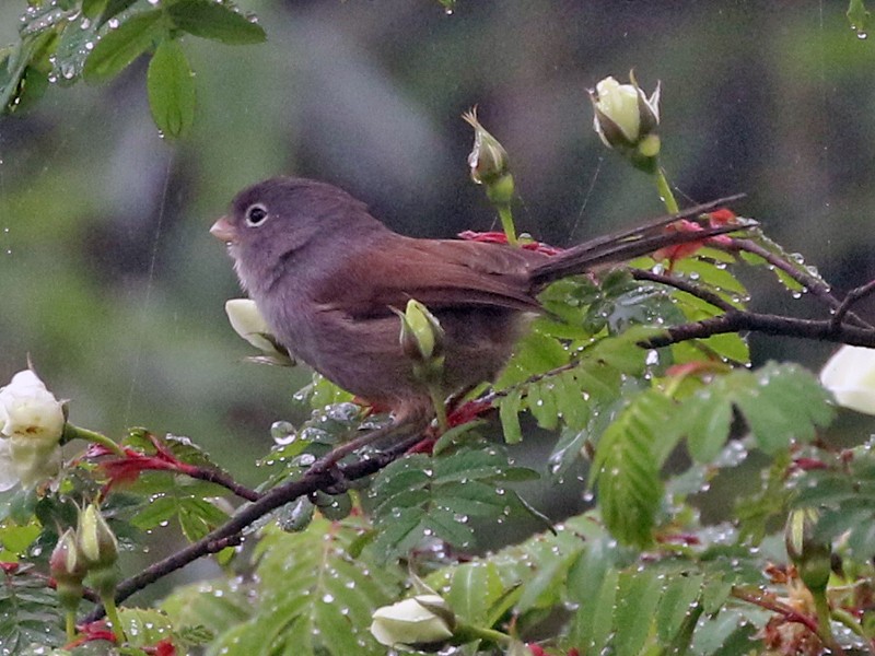 Gray-hooded Parrotbill - eBird