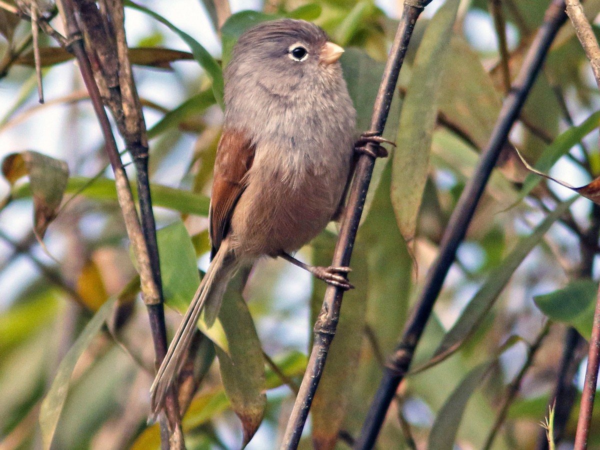 Gray-hooded Parrotbill - Suthora zappeyi - Birds of the World