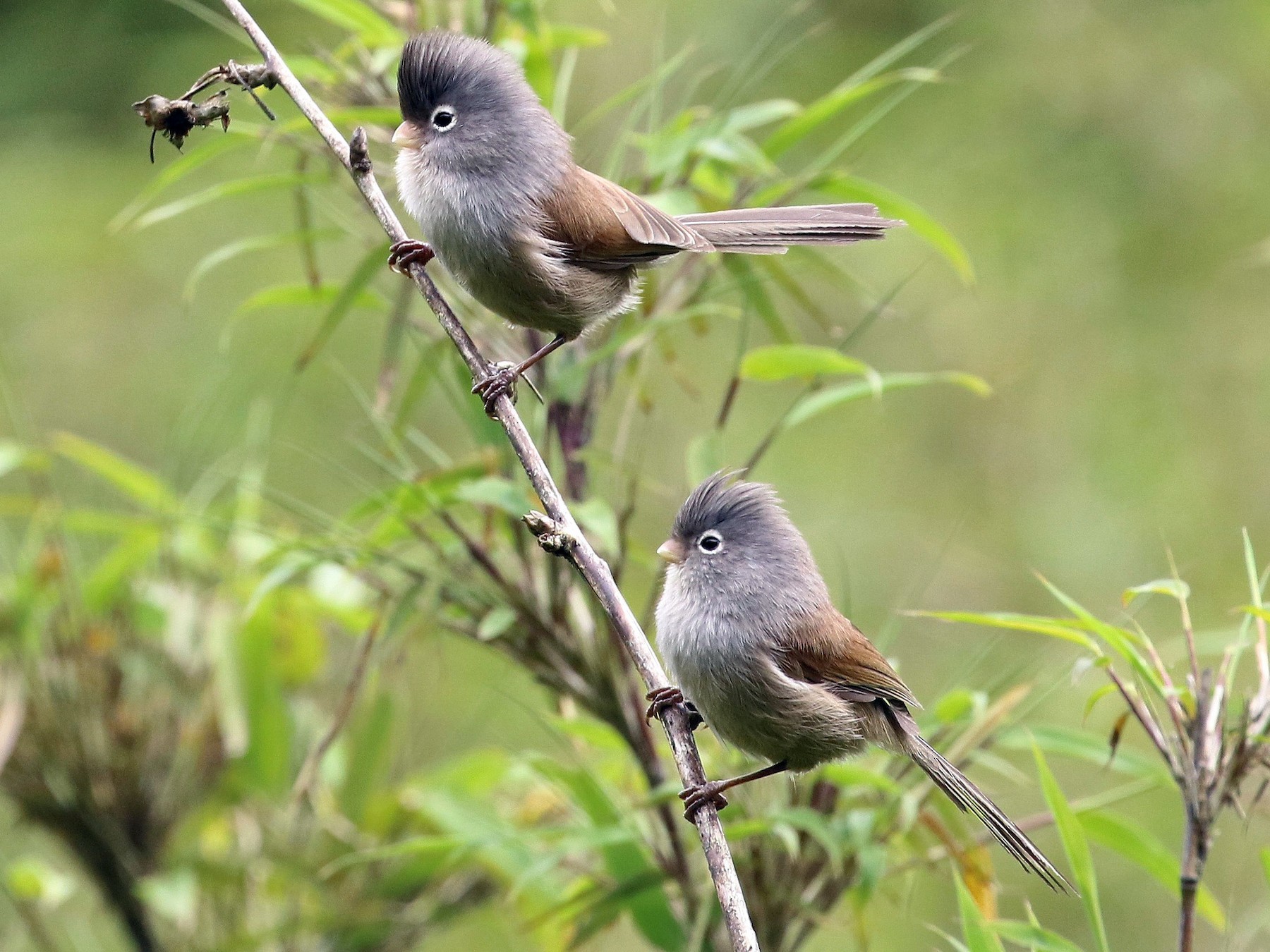 Gray-hooded Parrotbill - eBird