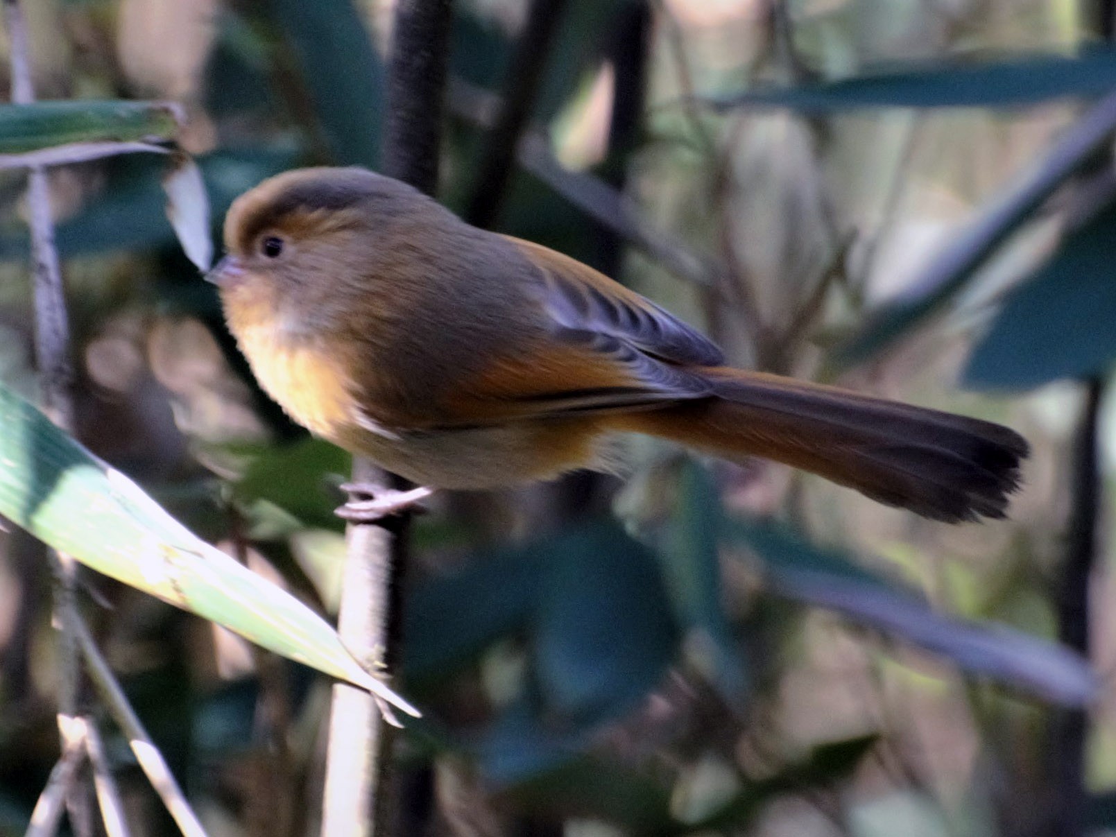 Fulvous Parrotbill - eBird