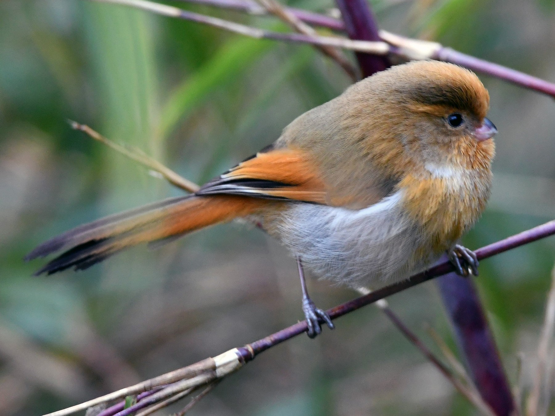 Fulvous Parrotbill - eBird