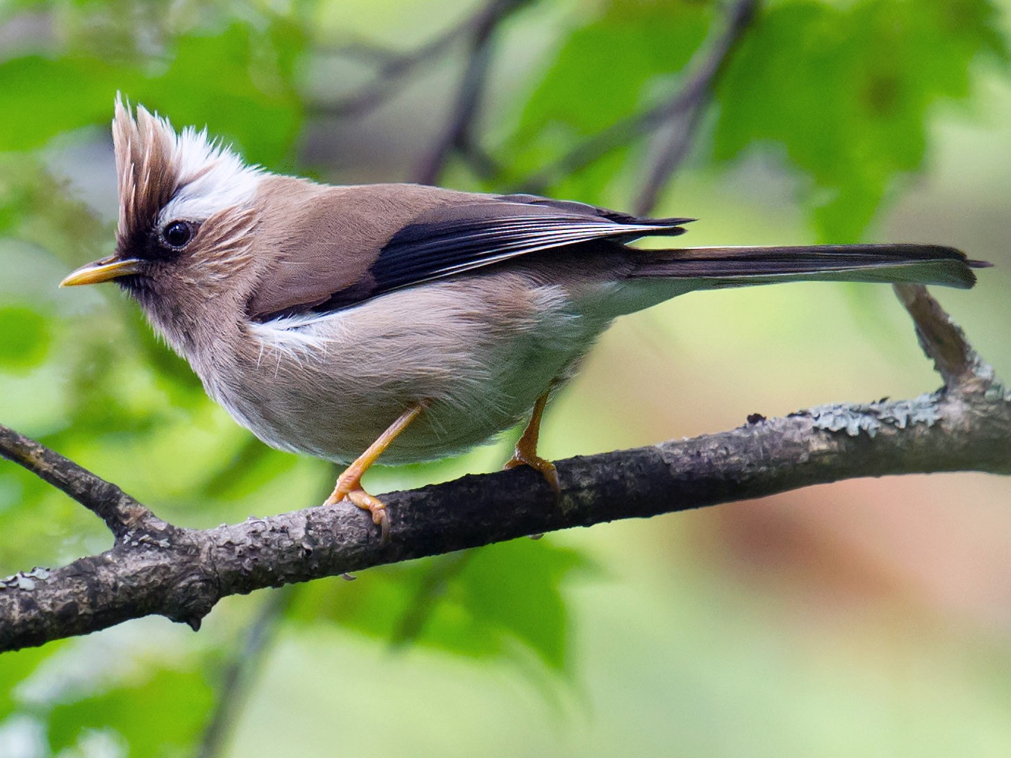 White-collared Yuhina - eBird