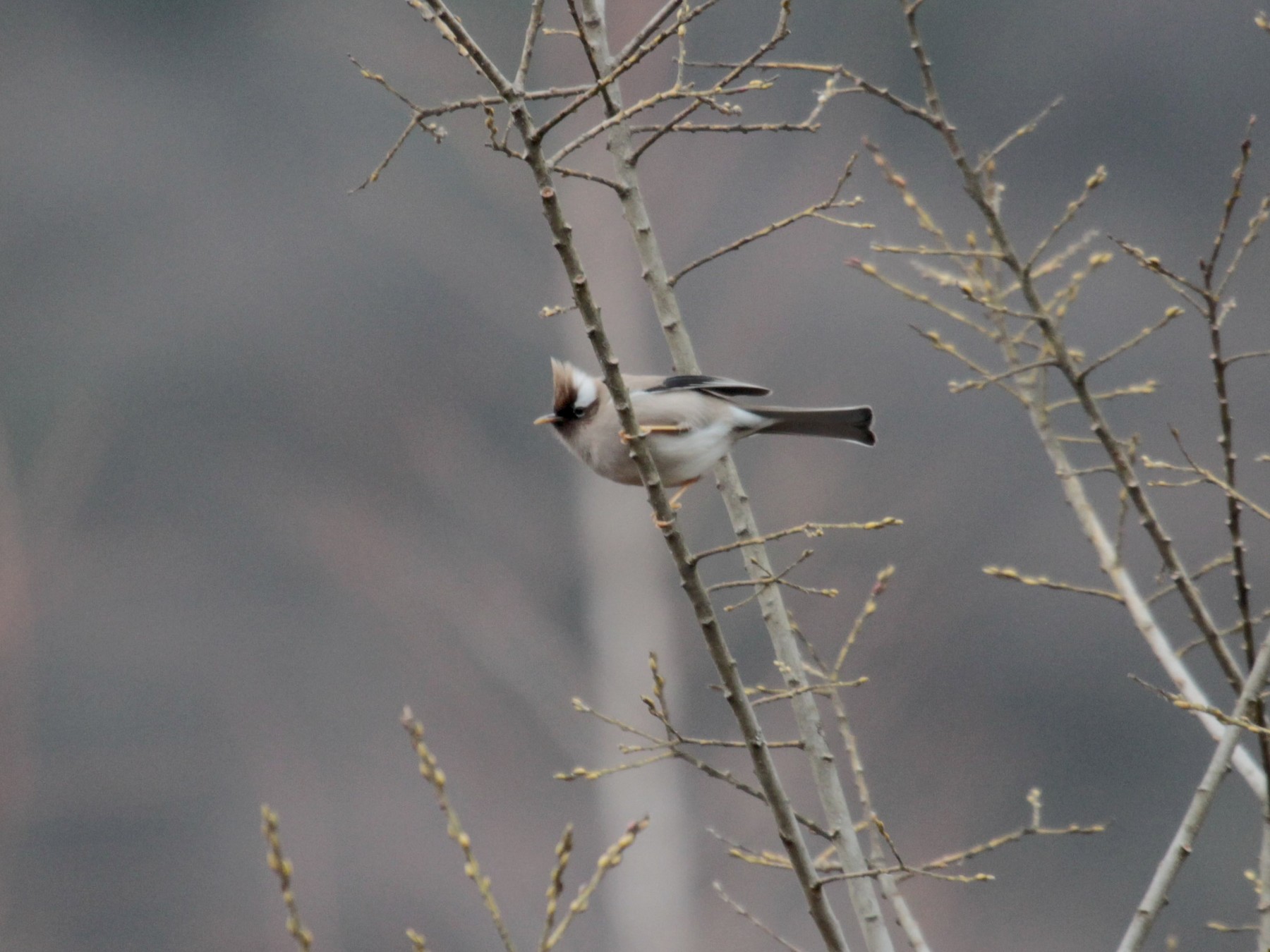 White-collared Yuhina - eBird
