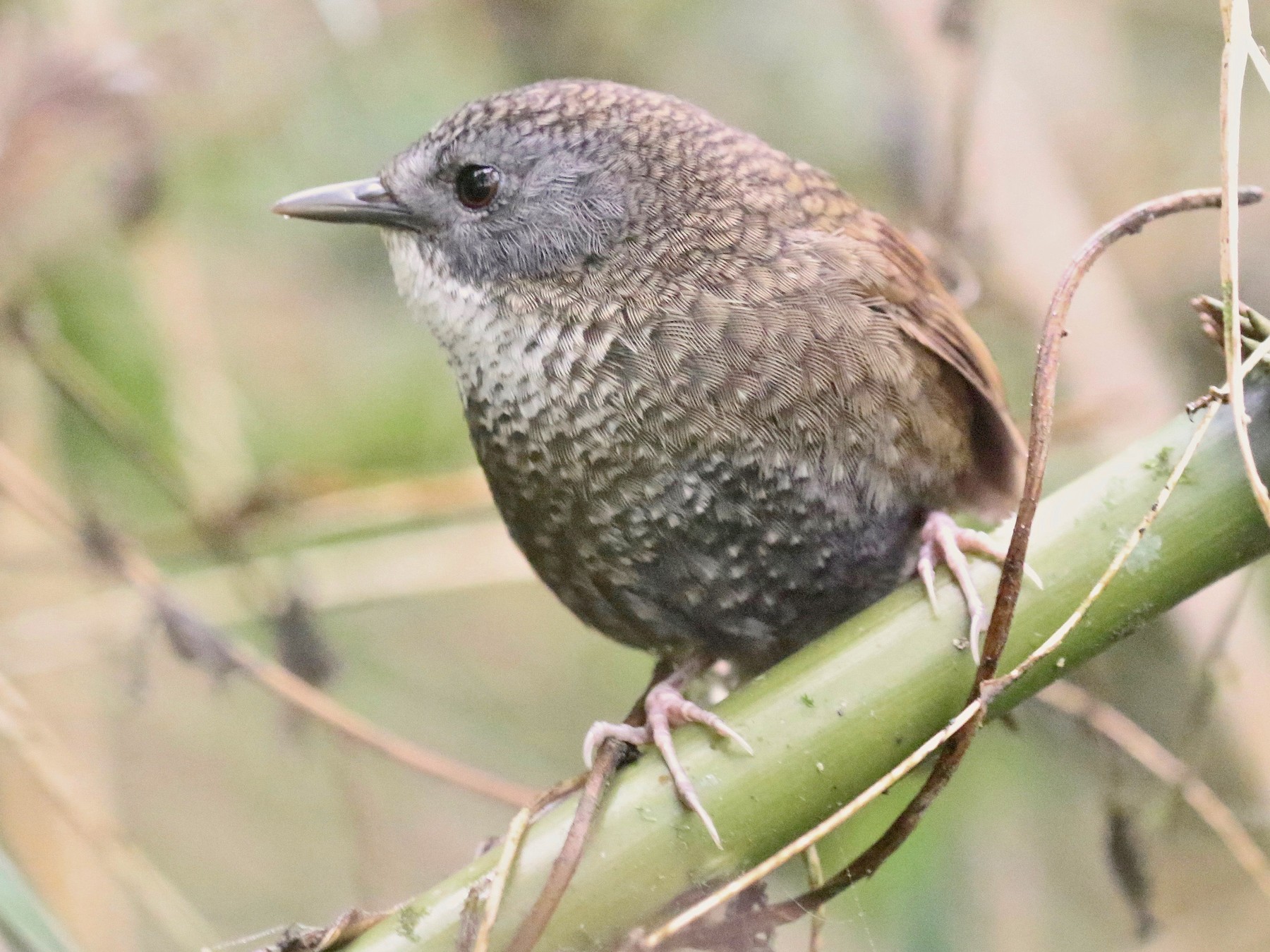 Pale-throated Wren-Babbler - eBird