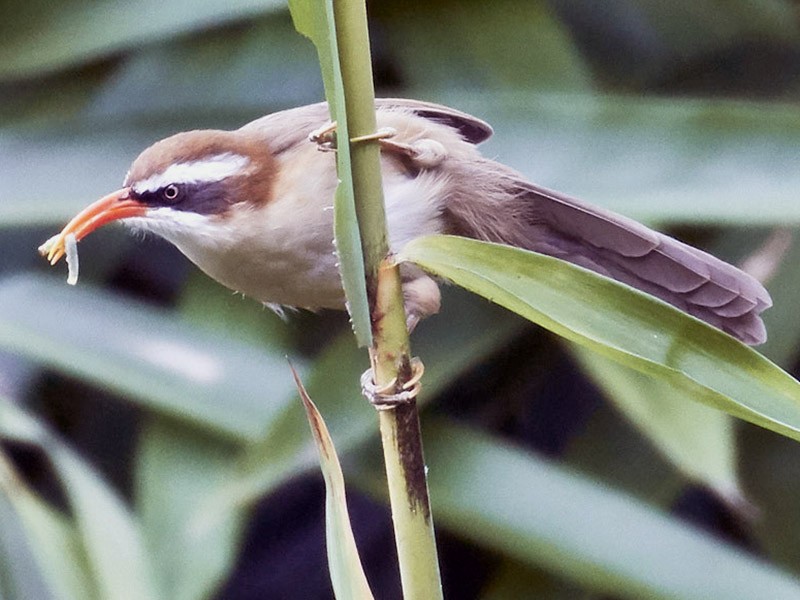Red-billed Scimitar-Babbler - eBird