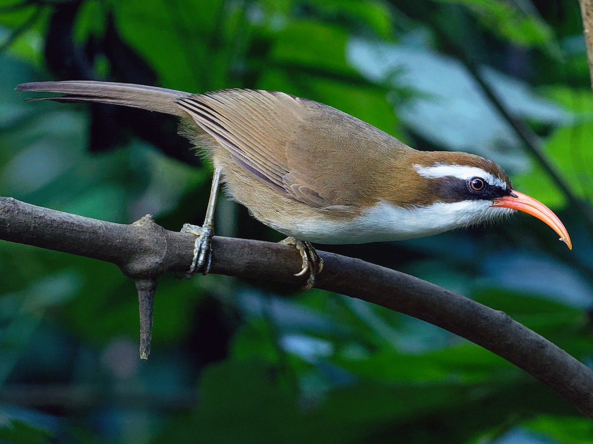 Red-billed Scimitar-Babbler - Pomatorhinus ochraceiceps - Birds of the ...