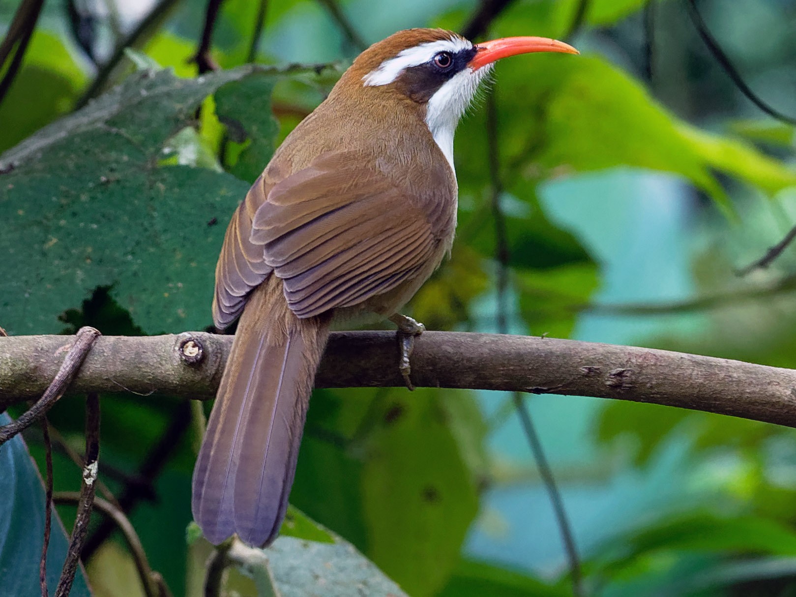 Red-billed Scimitar-Babbler - eBird