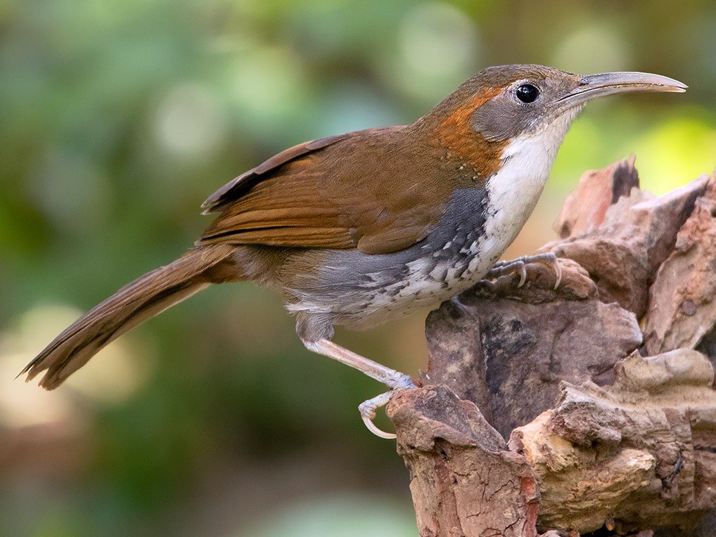 Large Scimitar-Babbler - eBird
