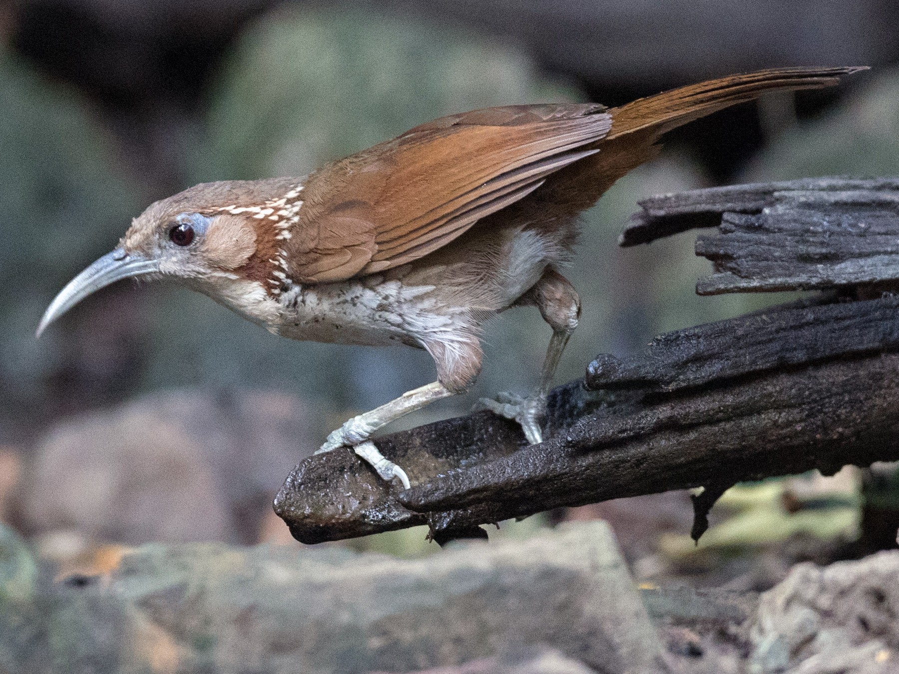 Large Scimitar-Babbler - eBird
