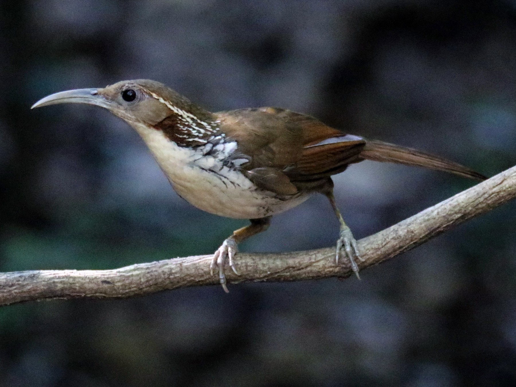 Large Scimitar-Babbler - eBird