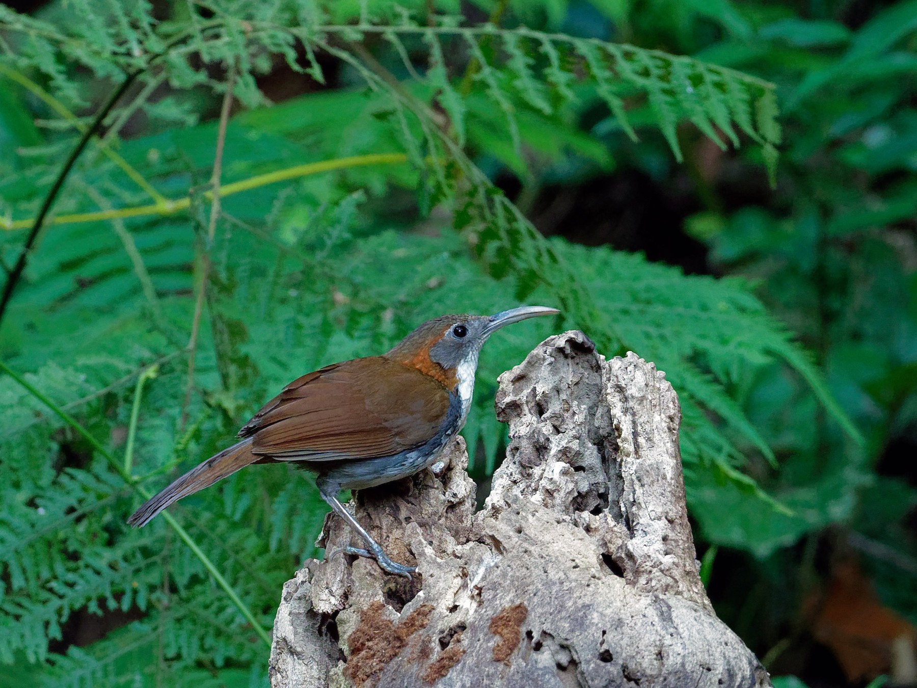 Large Scimitar-Babbler - eBird