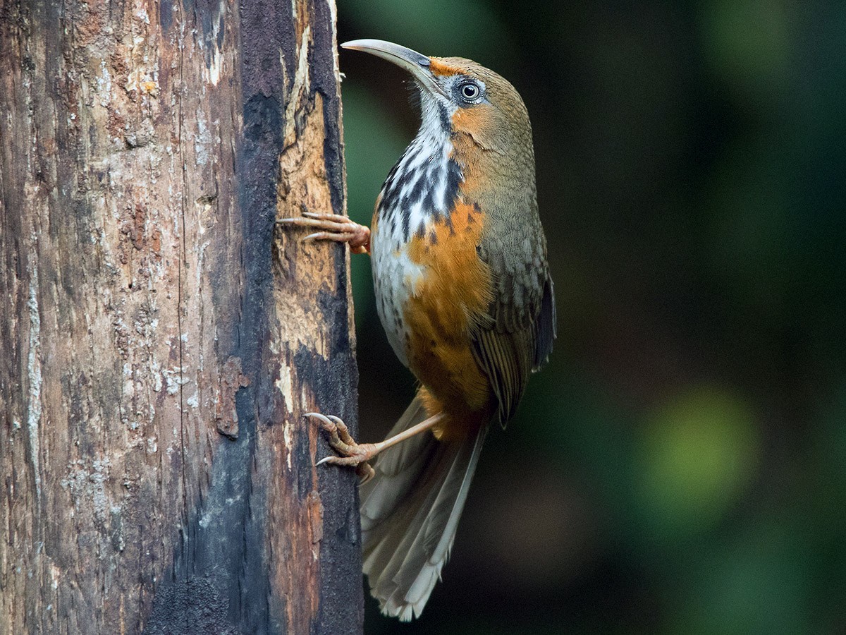 Cimitarra rayada - eBird