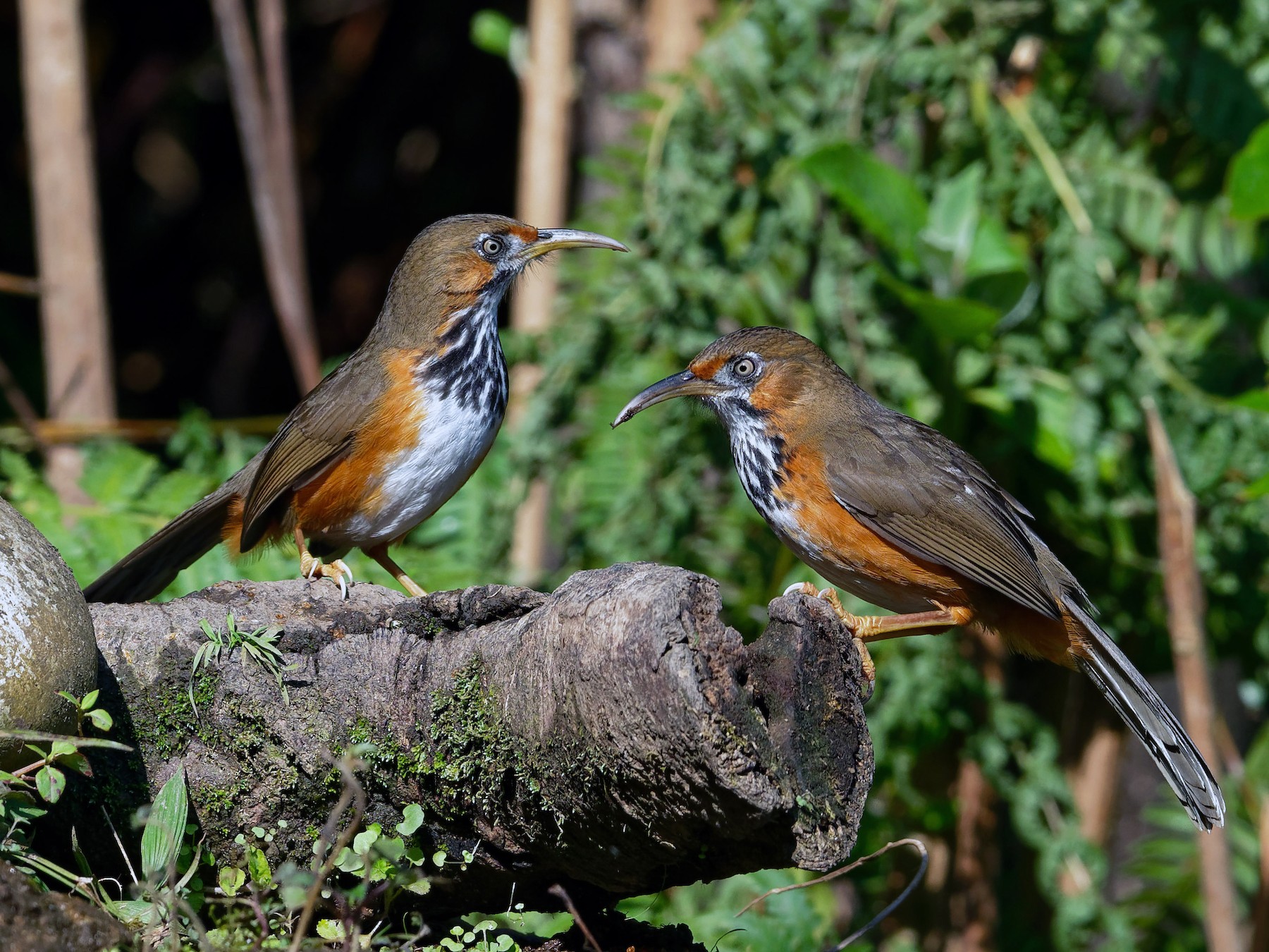 Cimitarra rayada - eBird